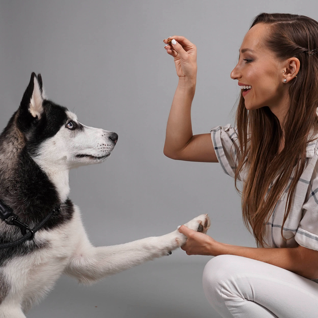 Slip Lead Leashes - Leader Dog Leashes – High 5 Pets B.V.