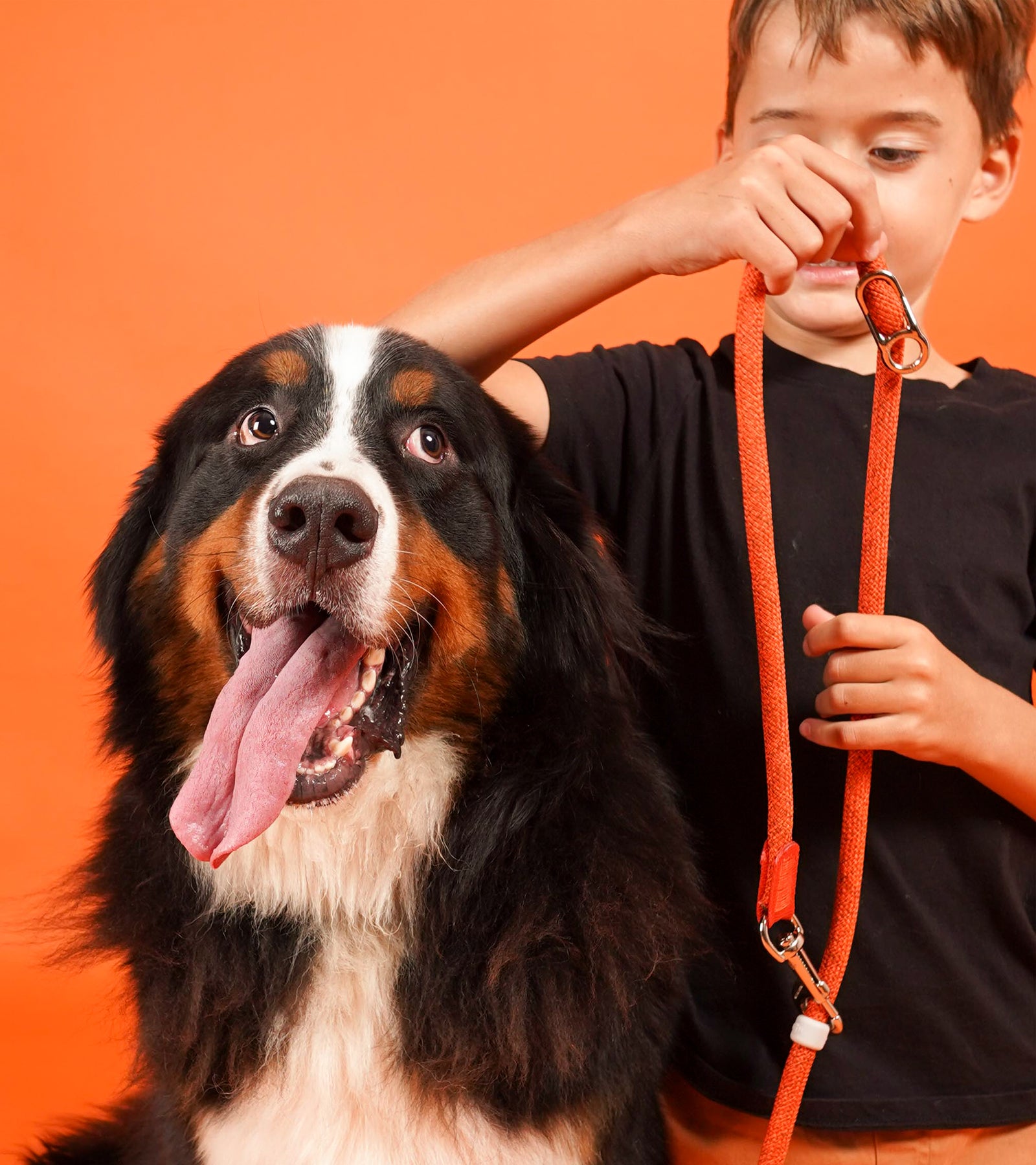 Leisure Collar & Slip Leash – High 5 Pets B.V.